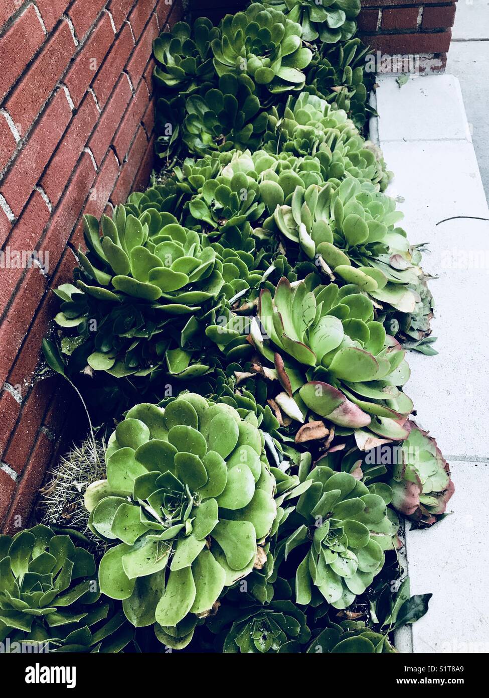 Green And Red Succulents High Resolution Stock Photography and Images ...