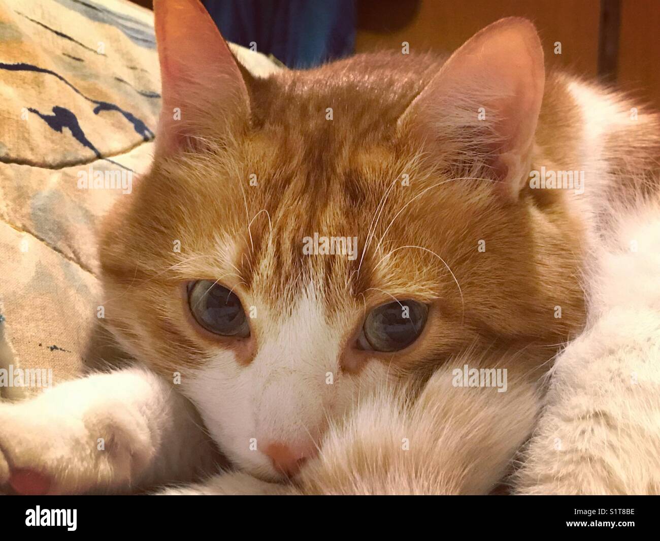 Awakening orange cat Stock Photo - Alamy