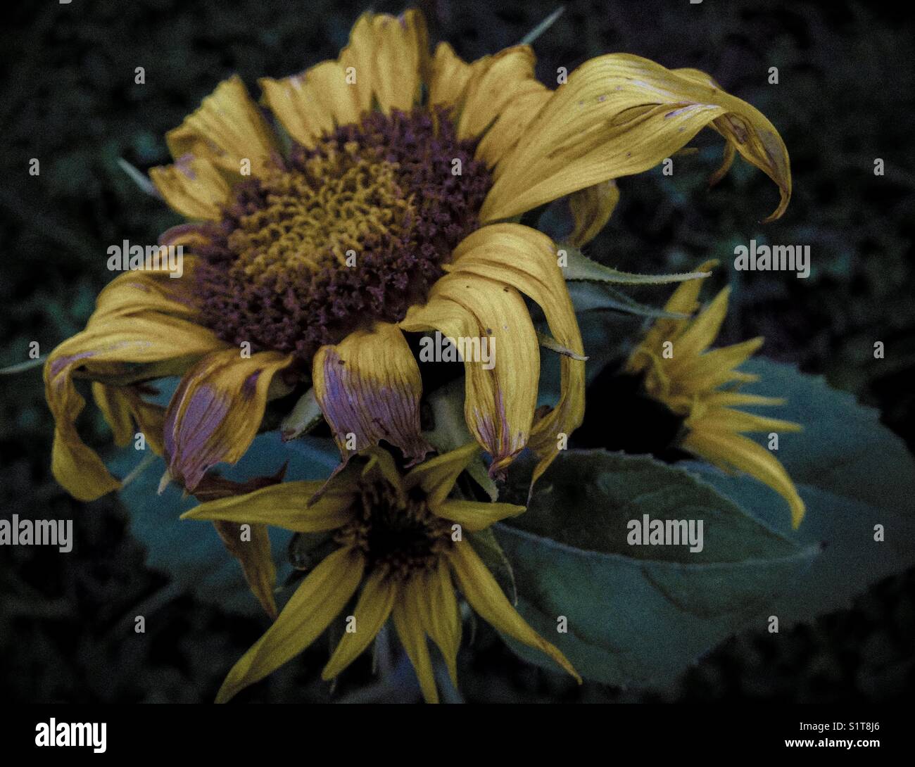 Faded sunflower trio Stock Photo - Alamy