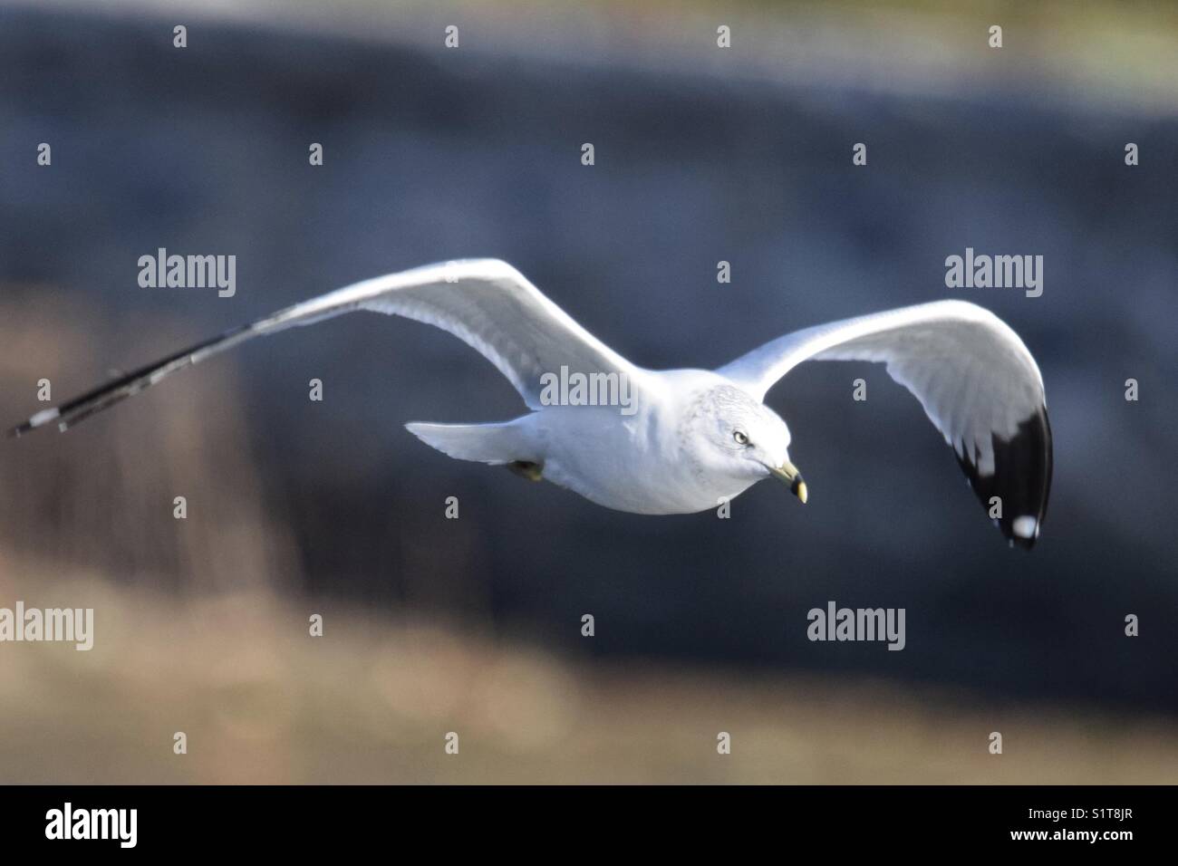 Seagull in Flight Stock Photo - Alamy