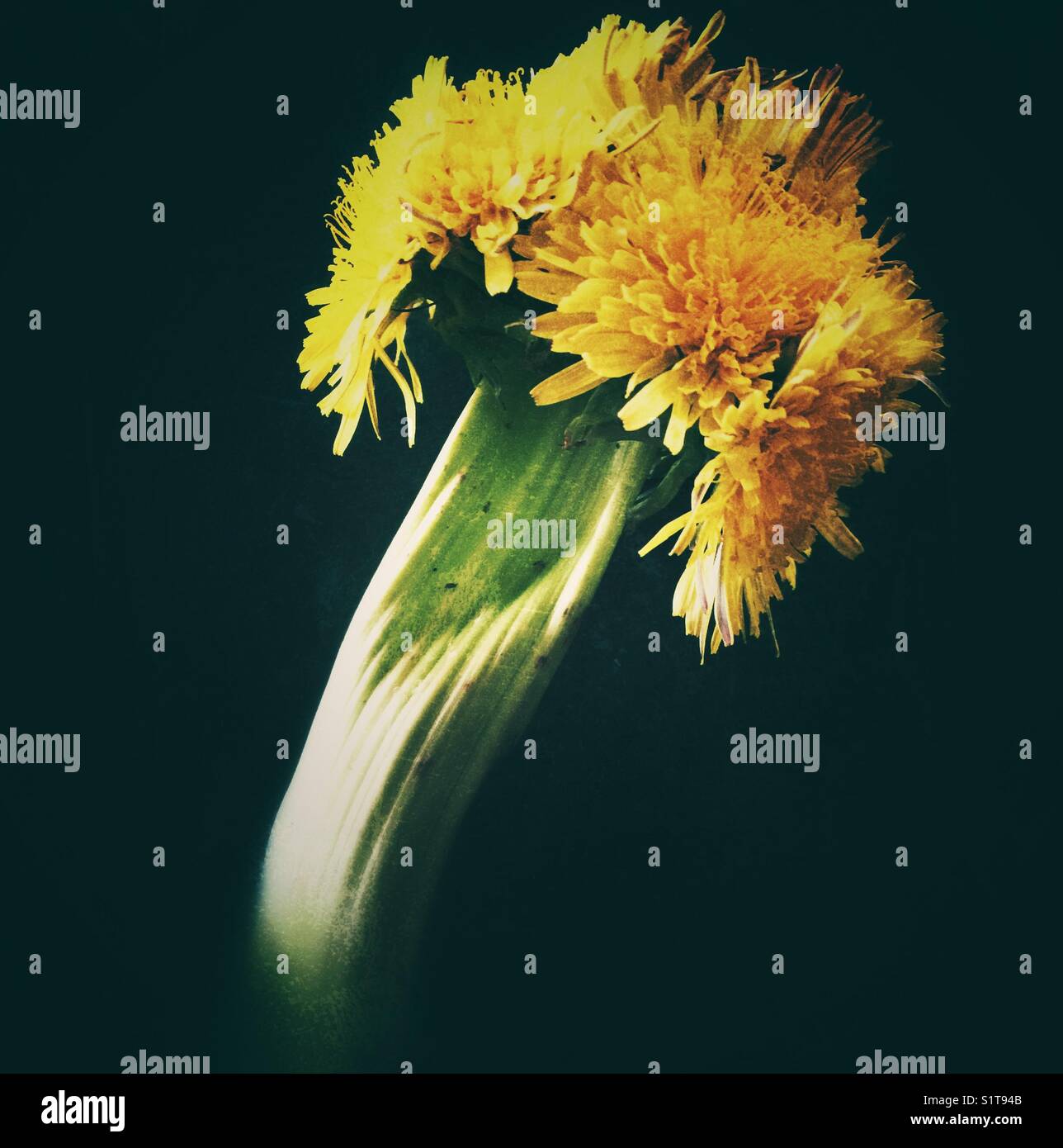Mutant, multi-headed dandelion (Taraxacum) with fascination (cresting ...