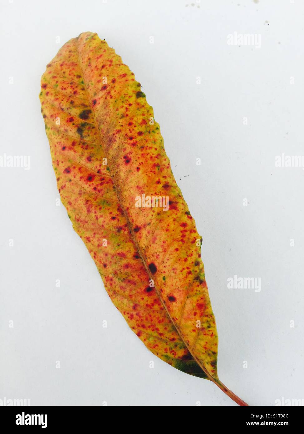 Colorful leaf hi-res stock photography and images - Alamy