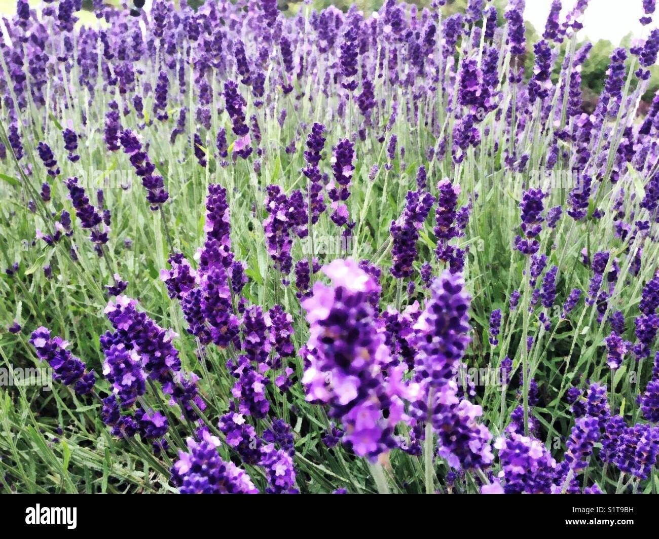 Lavender fields forever Stock Photo - Alamy