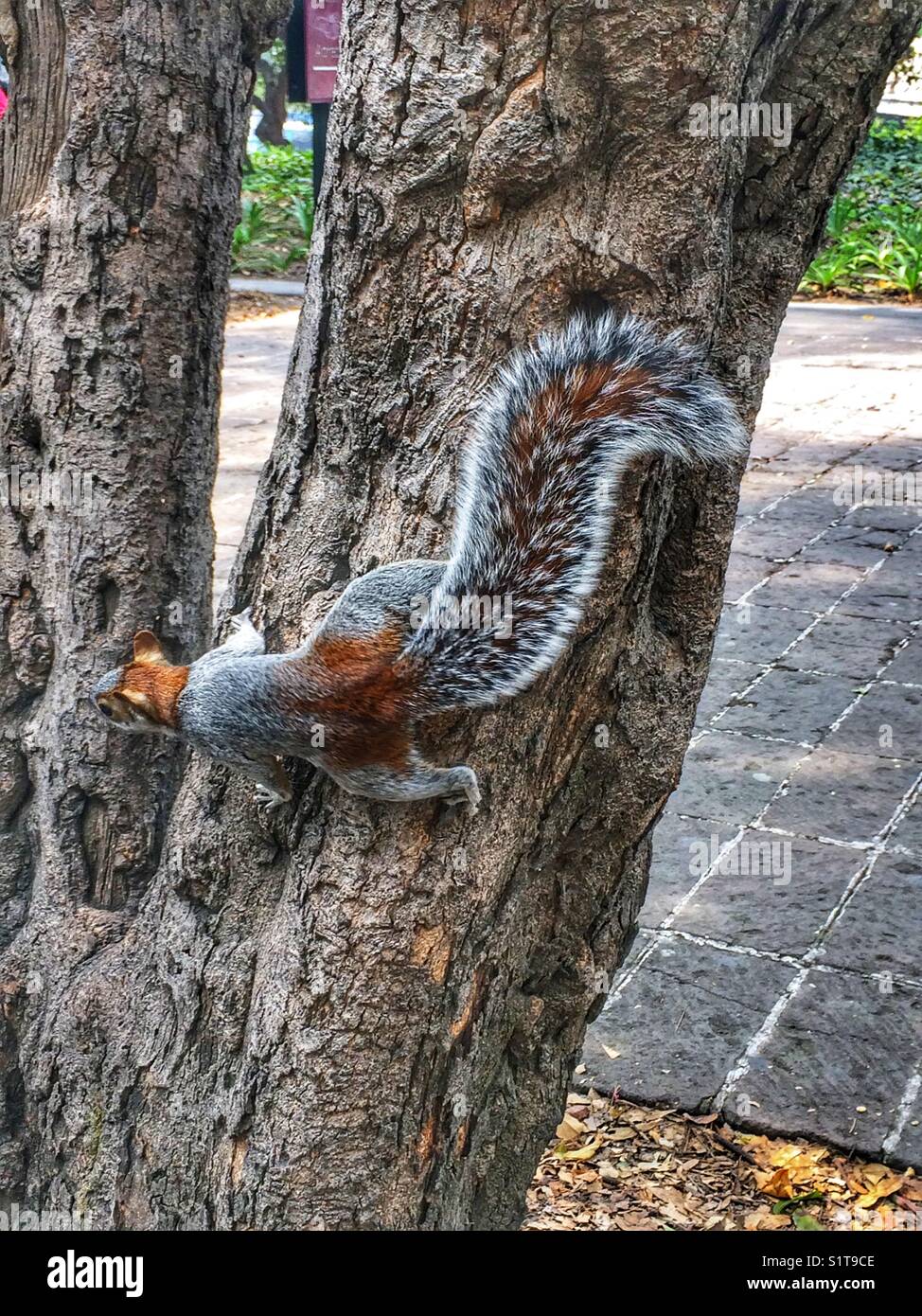 Squirrel climbing tree hi-res stock photography and images - Alamy