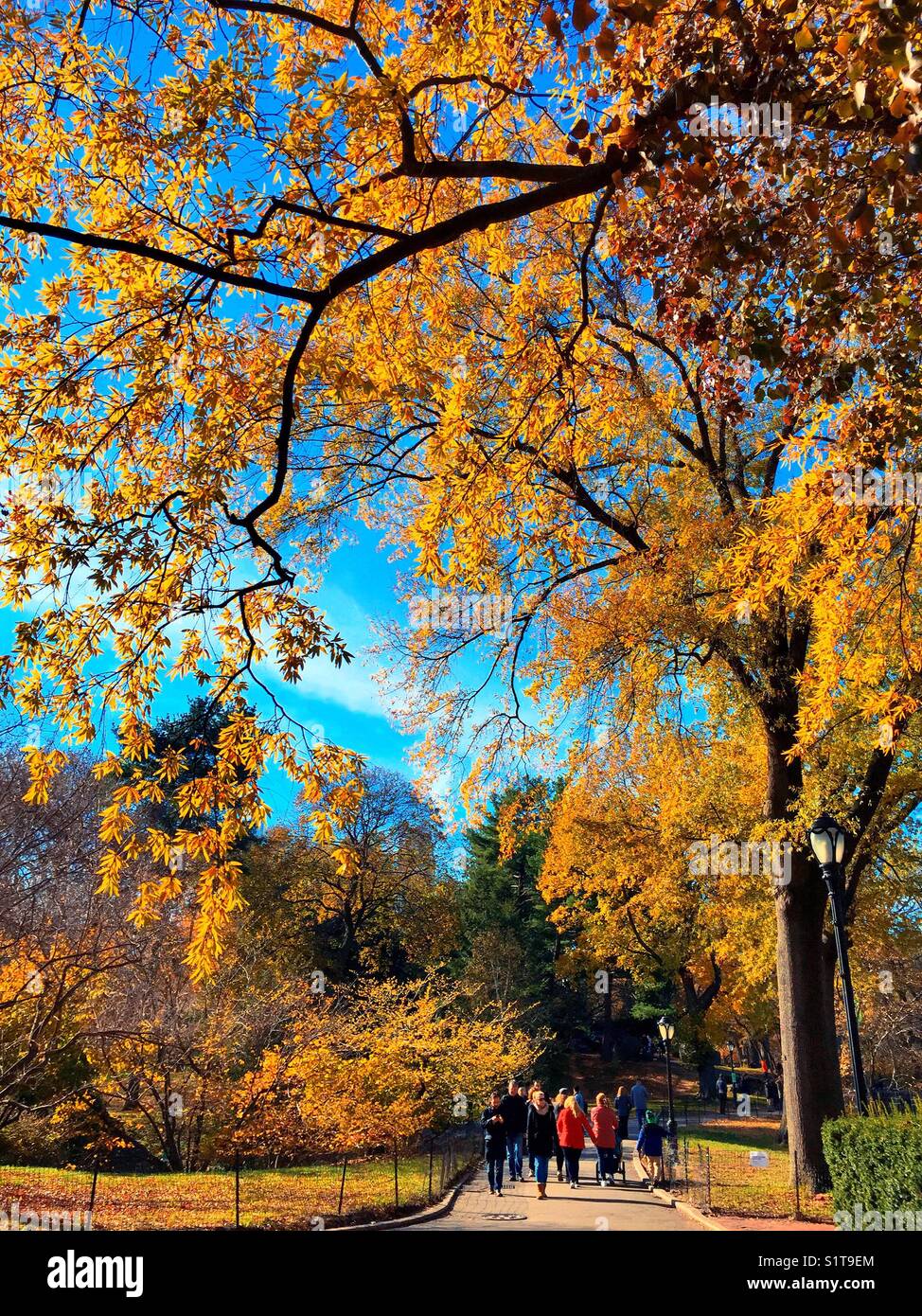 Taurus enjoying the fall foliage in Central Park, New York City, USA ...