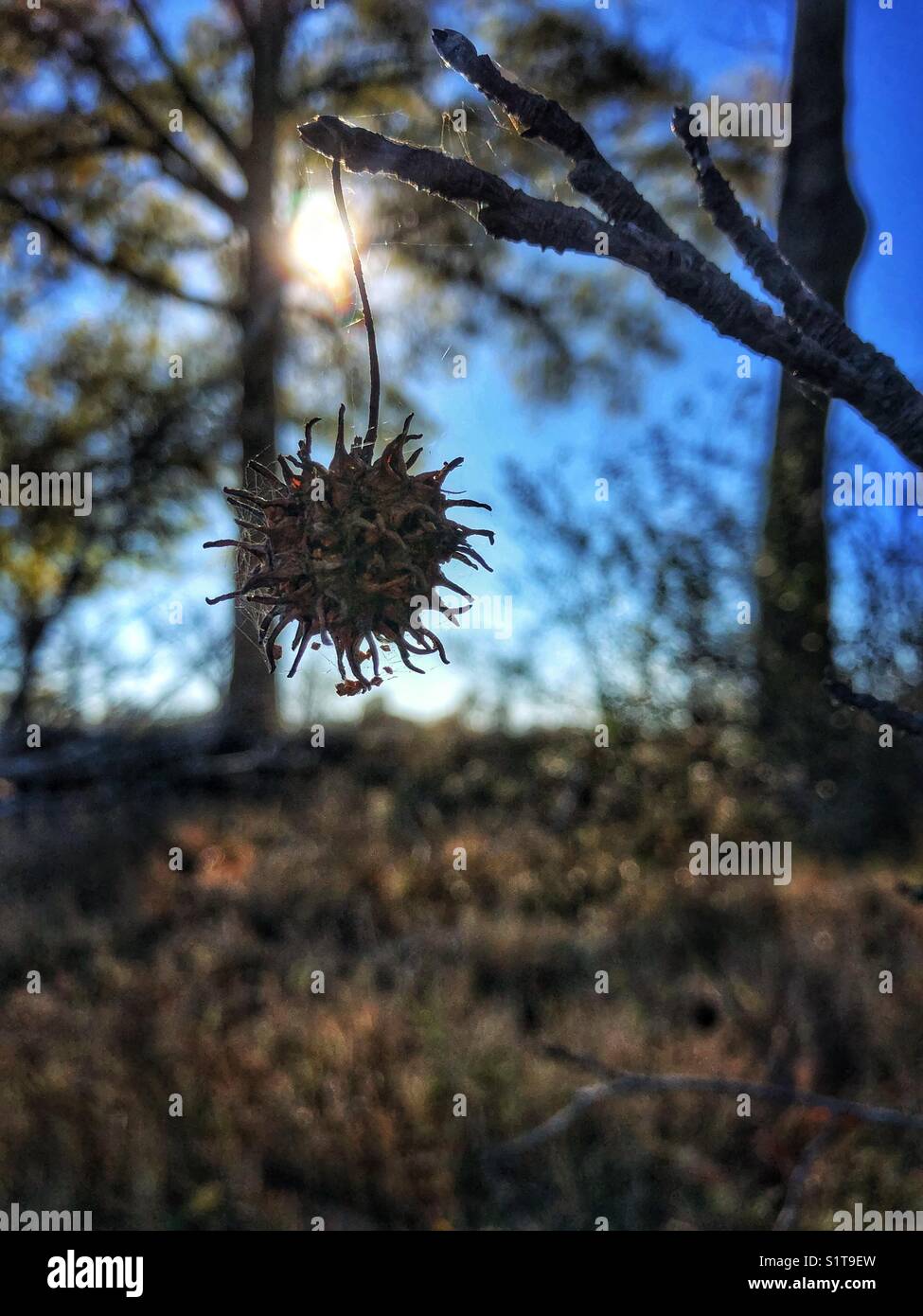 Sweet gum ball hanging from twig Stock Photo - Alamy