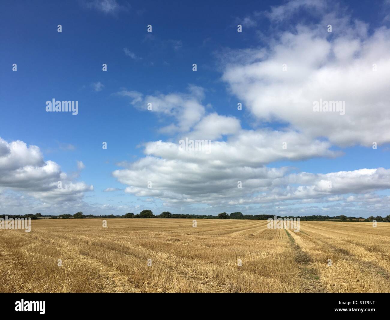 Wheat field after harvest Stock Photo - Alamy