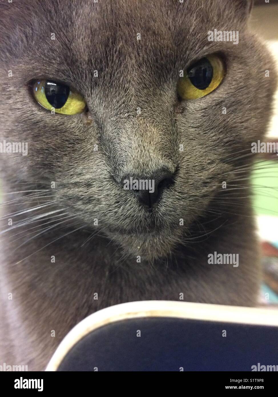 Russianbluecat hi-res stock photography and images - Alamy