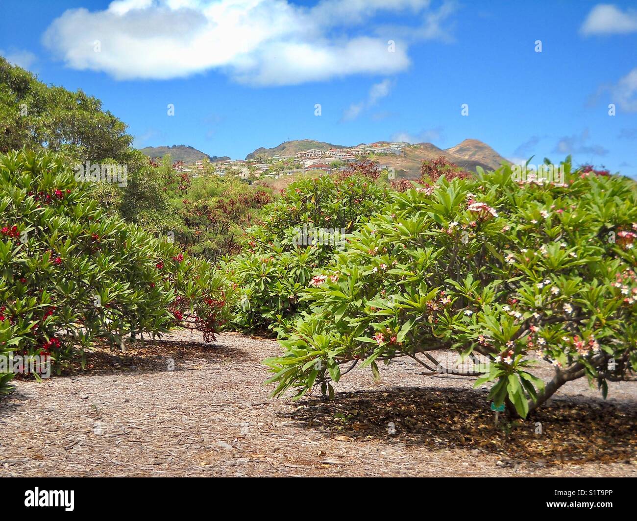 Hawaii trees hi-res stock photography and images - Alamy