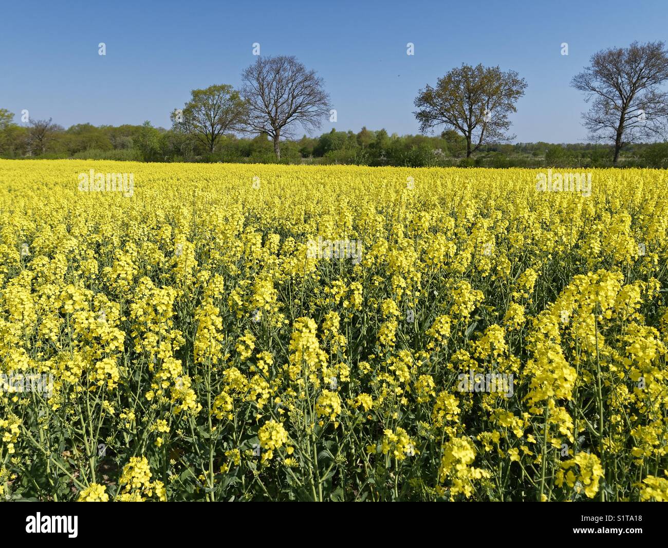 Rapeseed field Stock Photo - Alamy