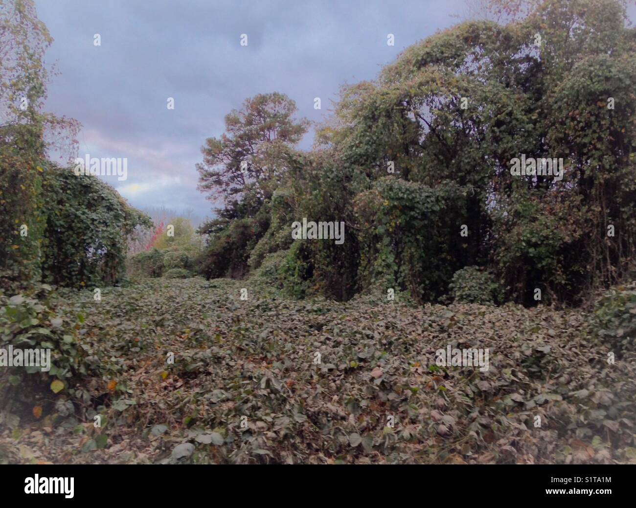 Kudzu landscape hi-res stock photography and images - Alamy