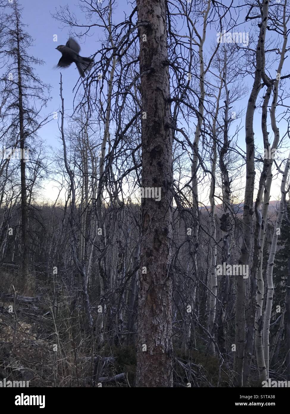 Robber Bird High Resolution Stock Photography and Images - Alamy