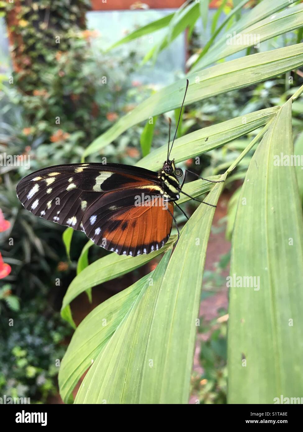 Costa rica butterfly hi-res stock photography and images - Alamy
