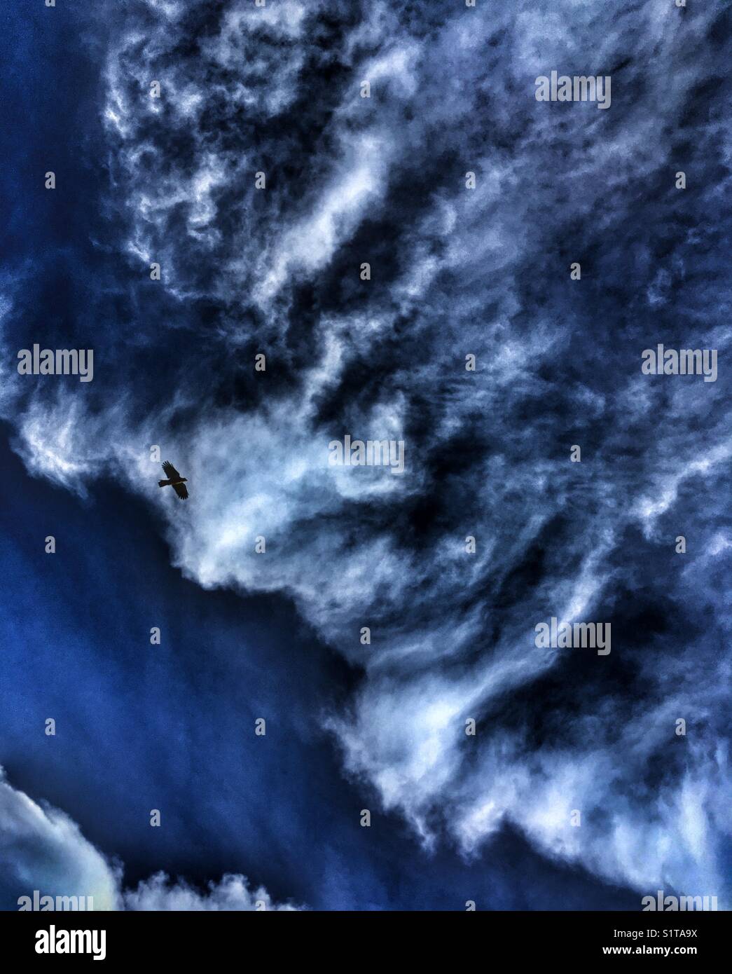 Bird flying under the storm Stock Photo - Alamy