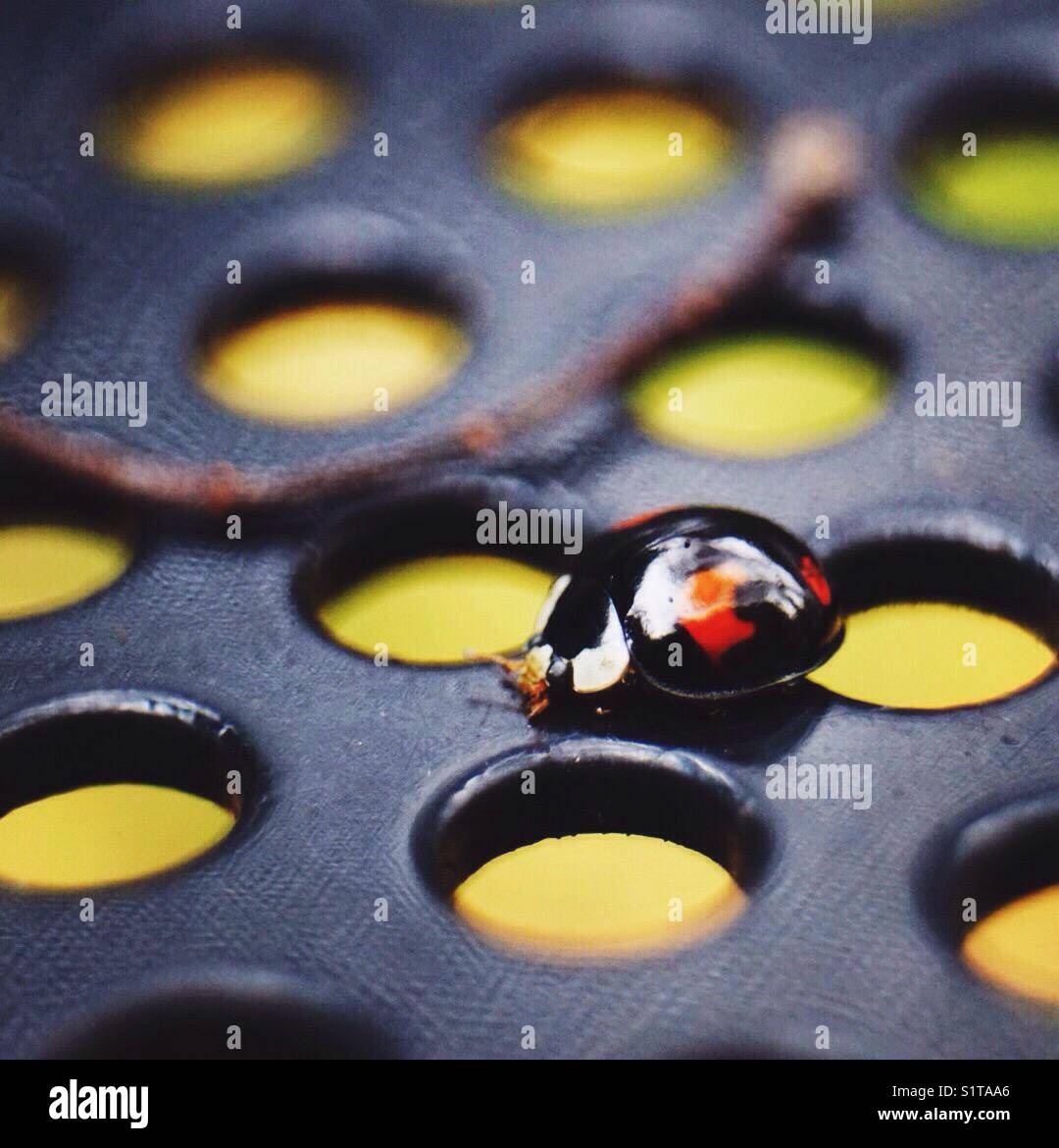 Ladybird on a bench Stock Photo - Alamy
