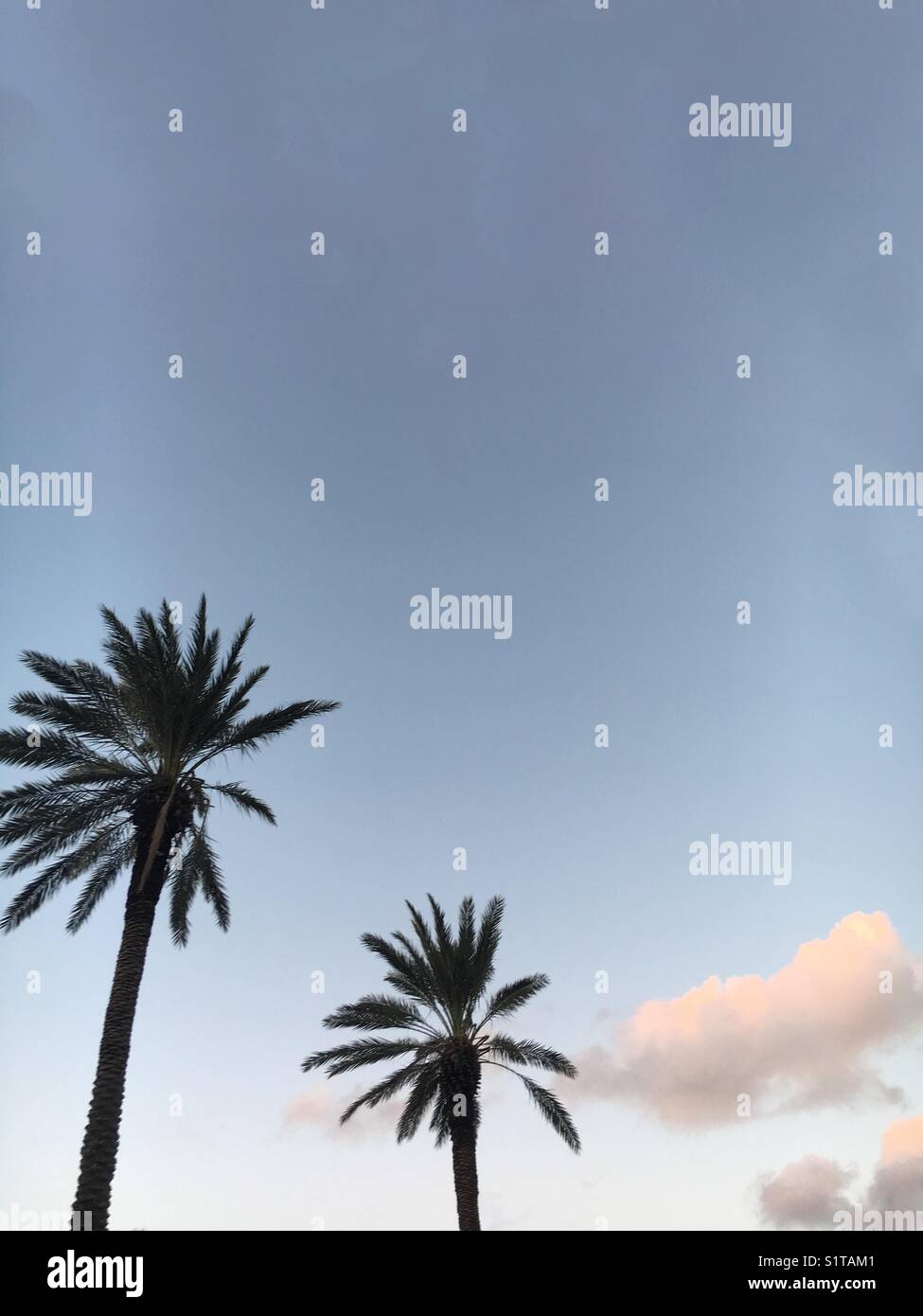 Two coconut palms hi-res stock photography and images - Alamy