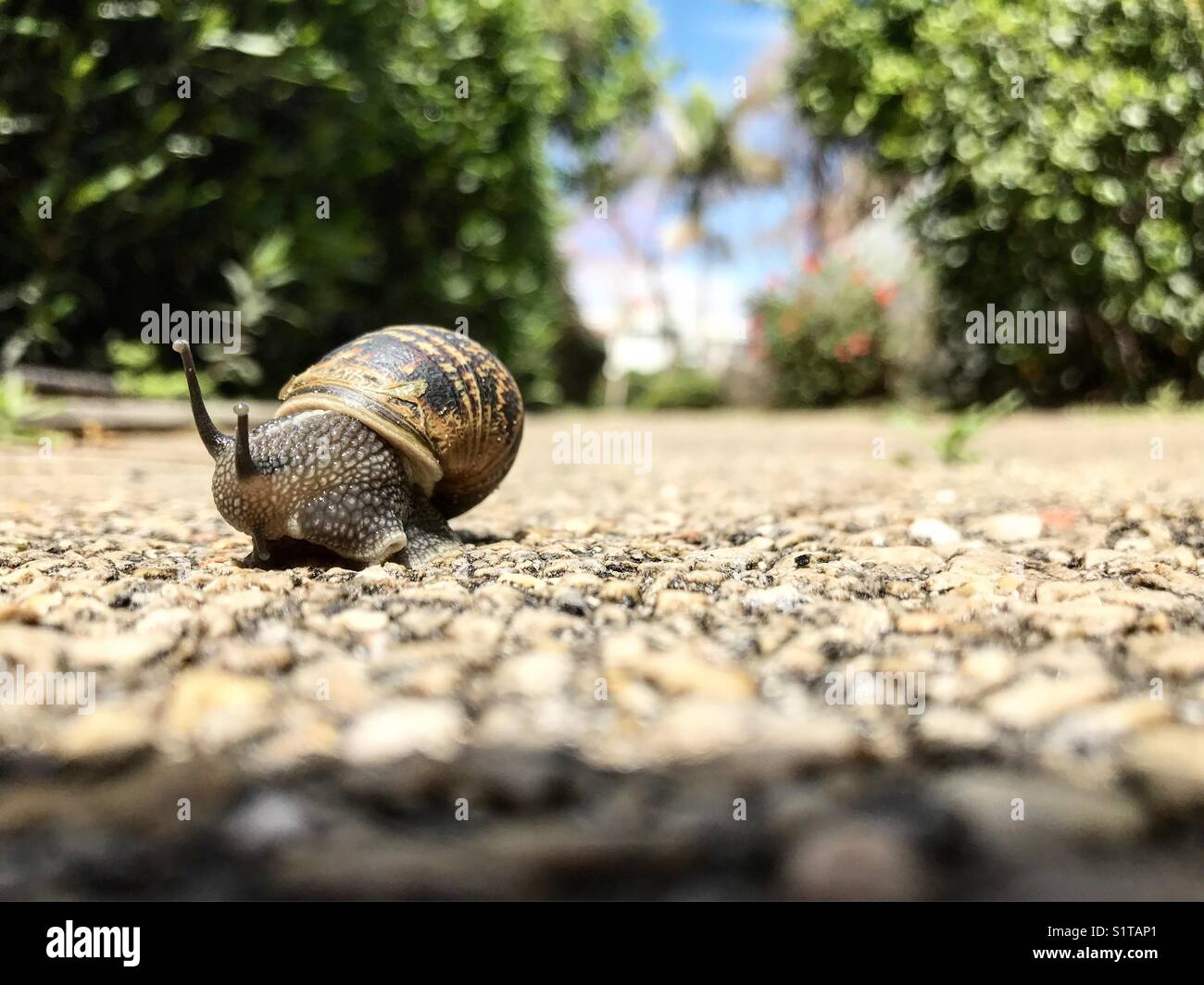 Shelled snail hi-res stock photography and images - Alamy