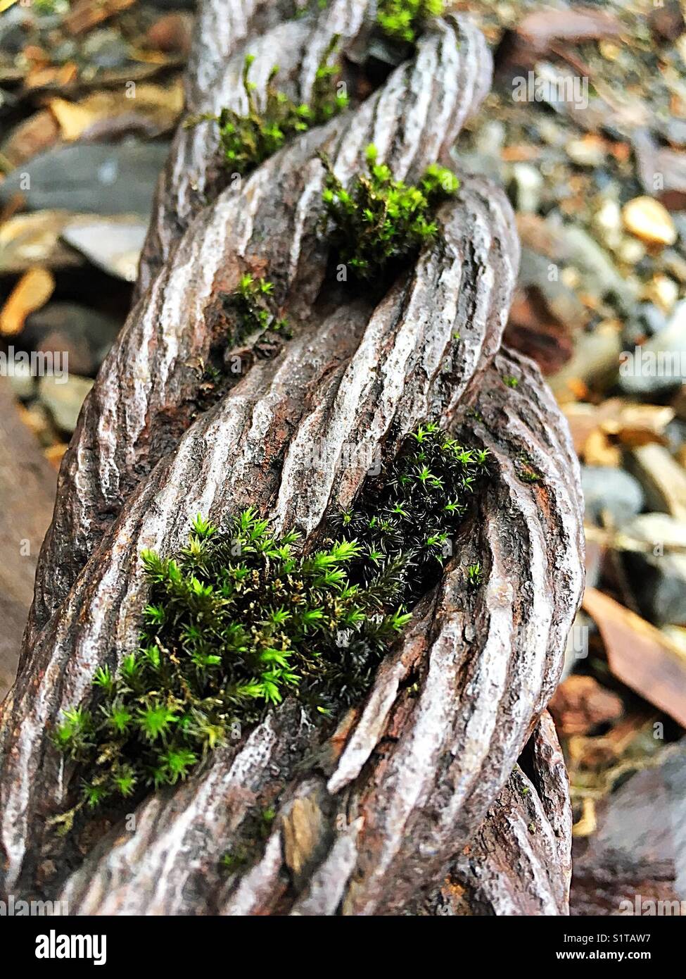 Moss metal hi-res stock photography and images - Alamy