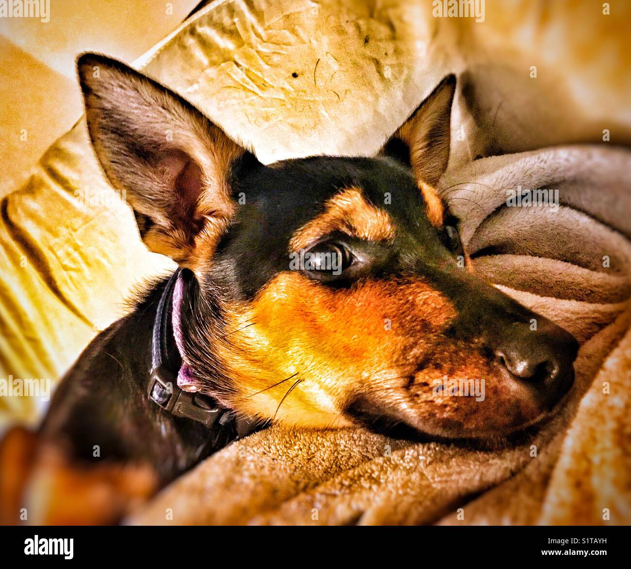 Concerned look hi-res stock photography and images - Alamy