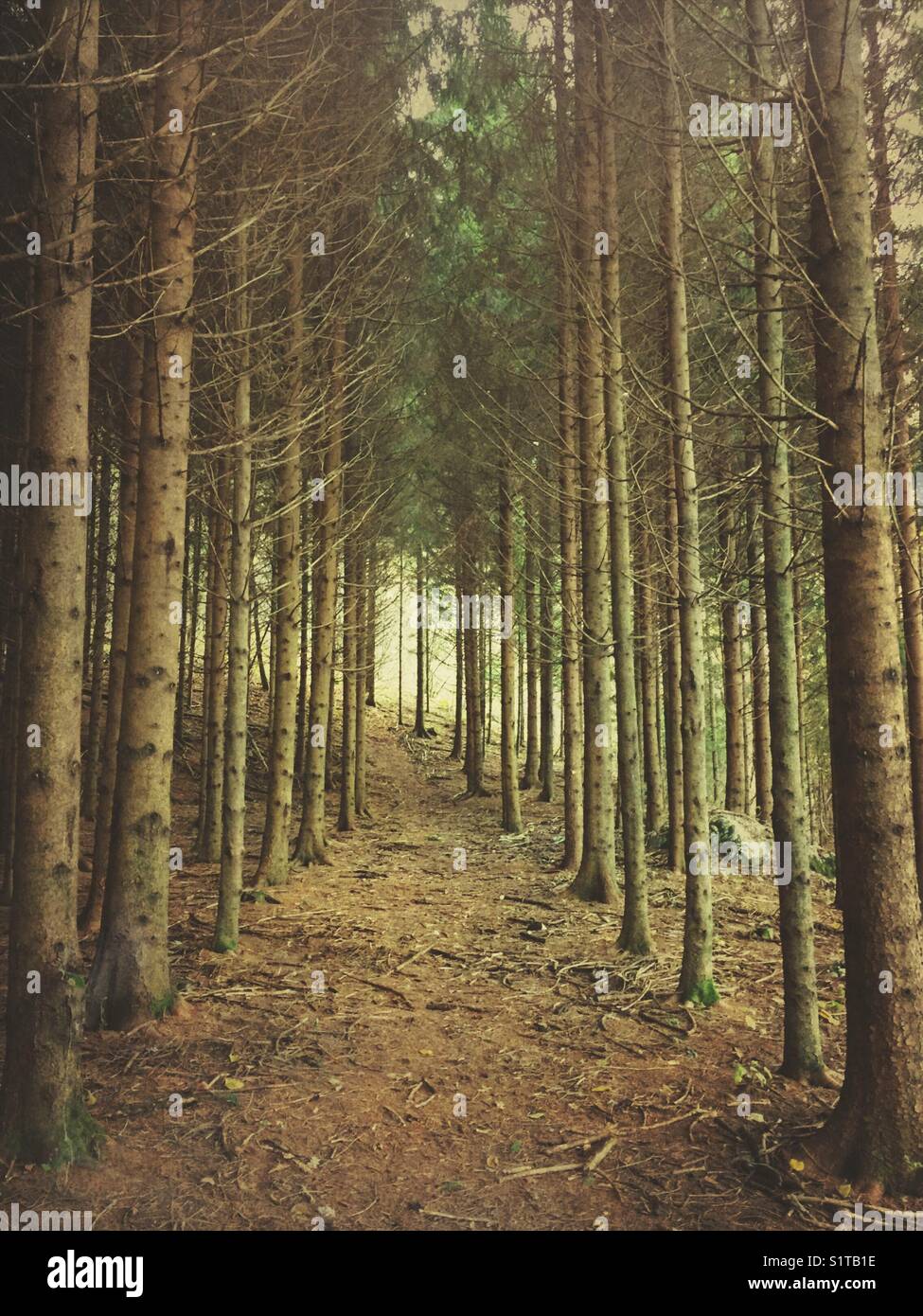 Forest path through the spruce forest hi-res stock photography and ...
