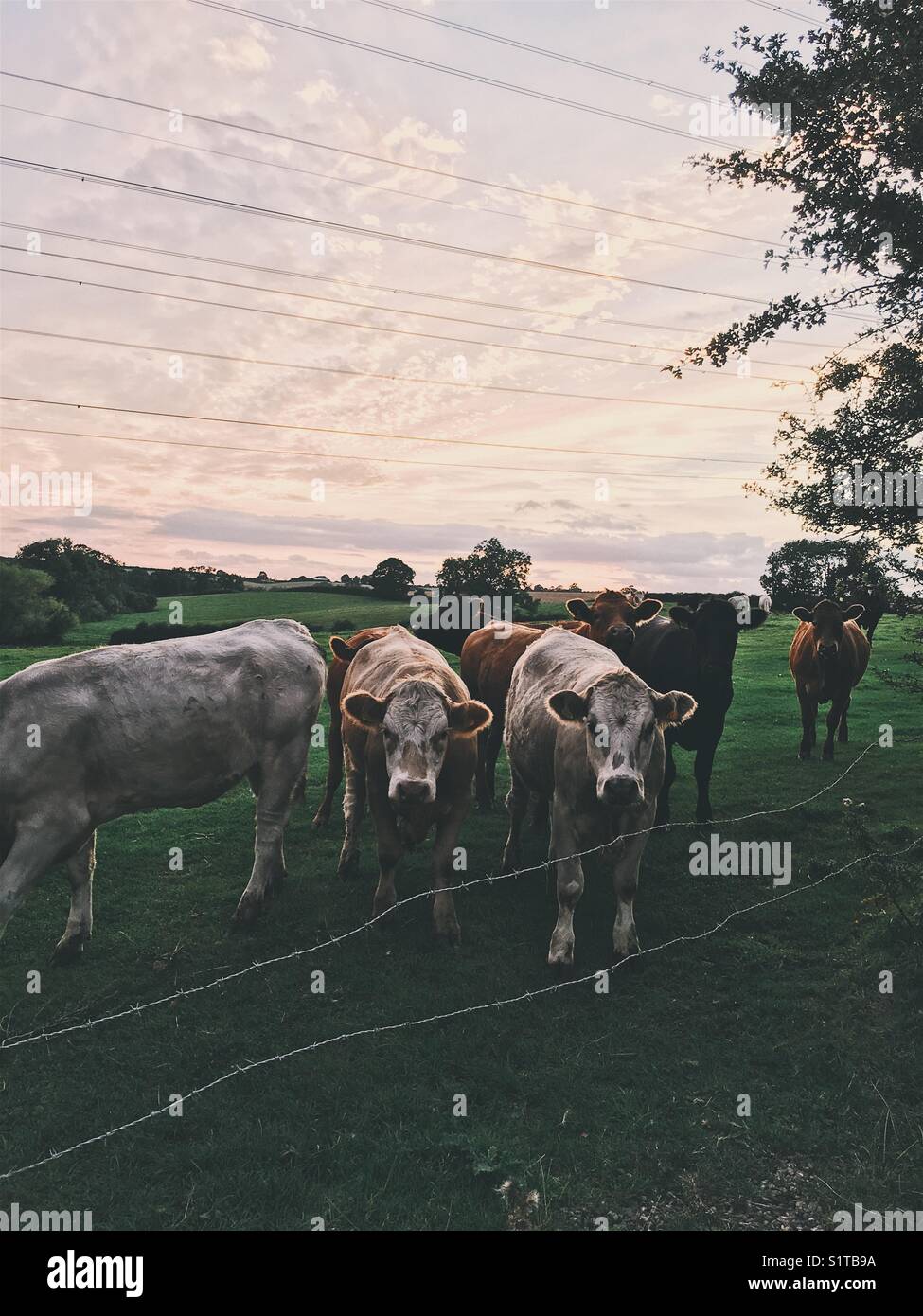 Friendly Cows High Resolution Stock Photography and Images - Alamy