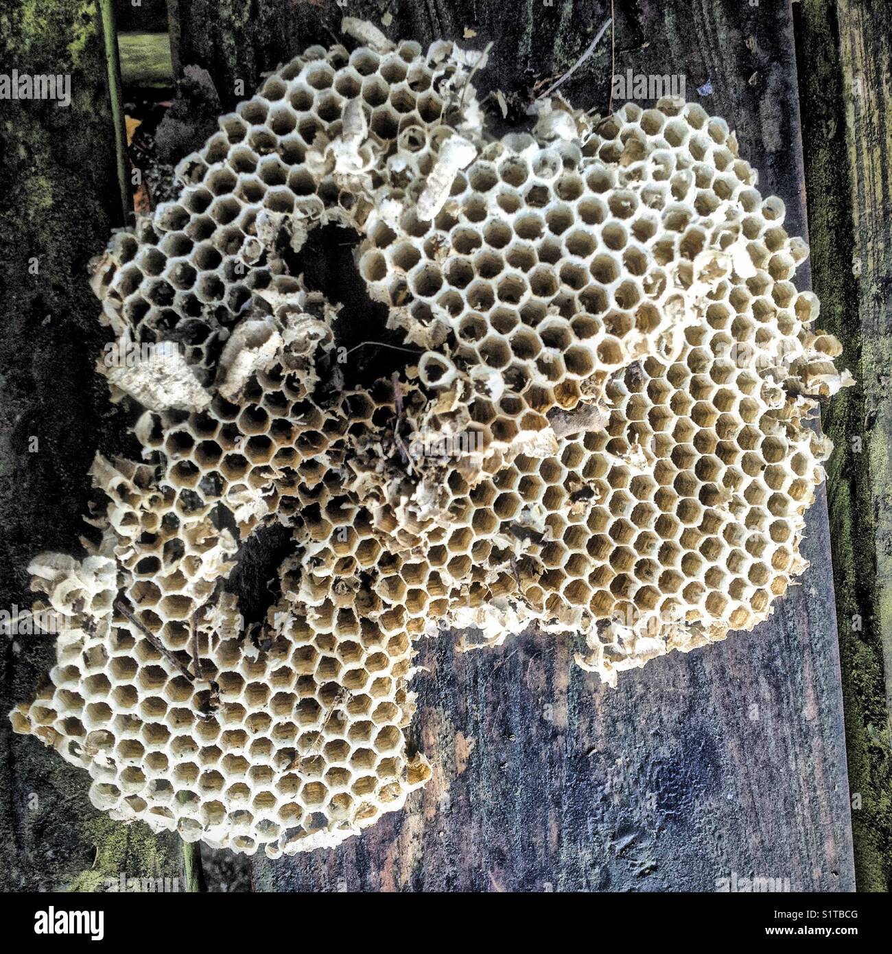 Cells of the nest hi-res stock photography and images - Alamy