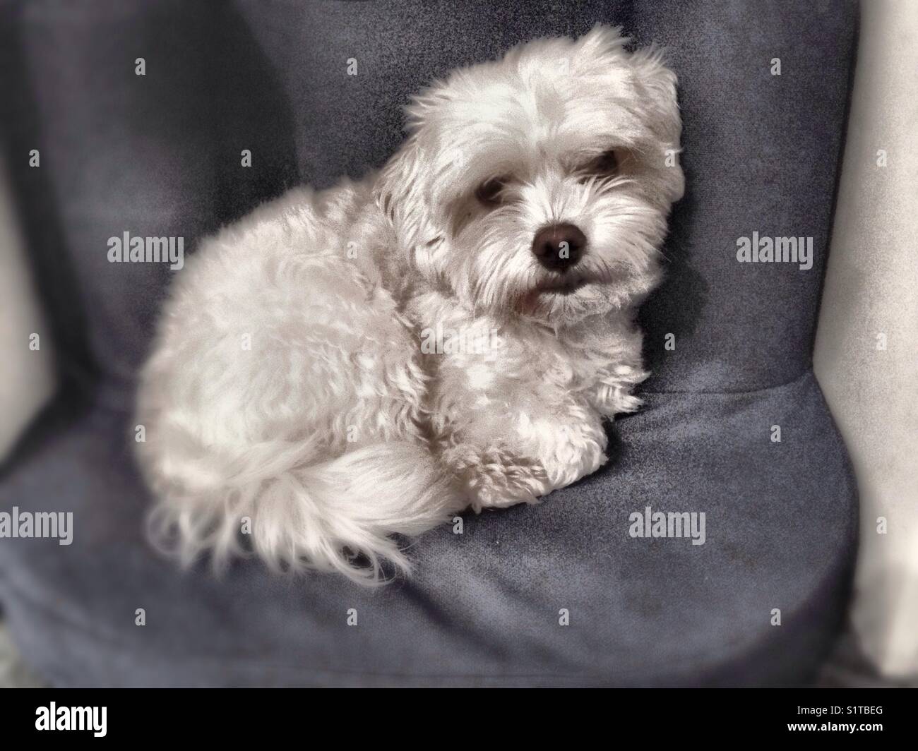 The tired dog hi-res stock photography and images - Alamy