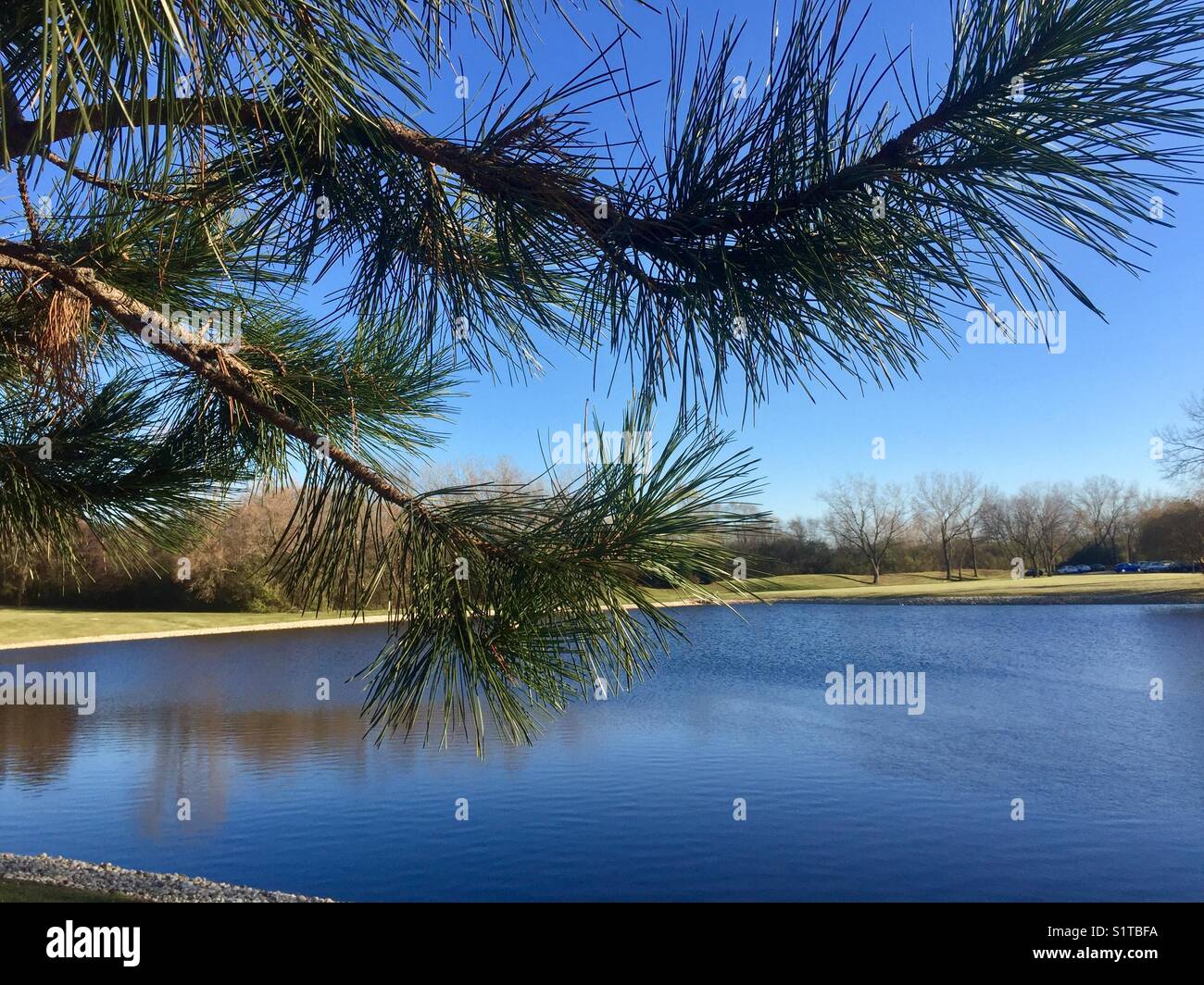 Pine tree with lake hi-res stock photography and images - Alamy