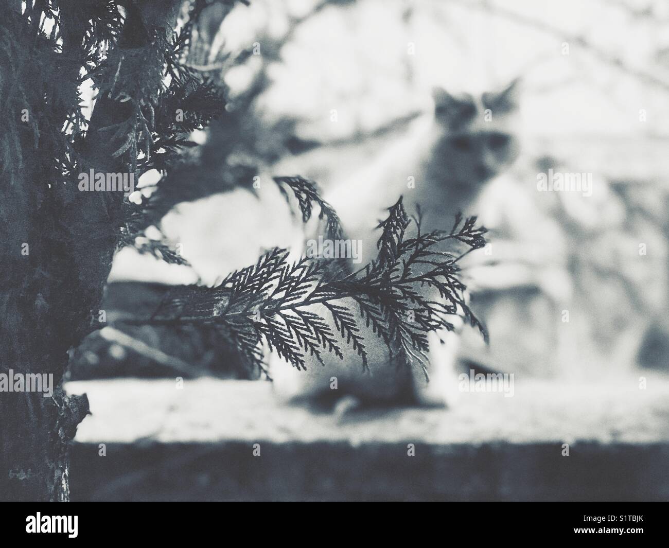 In focus cat hi-res stock photography and images - Alamy