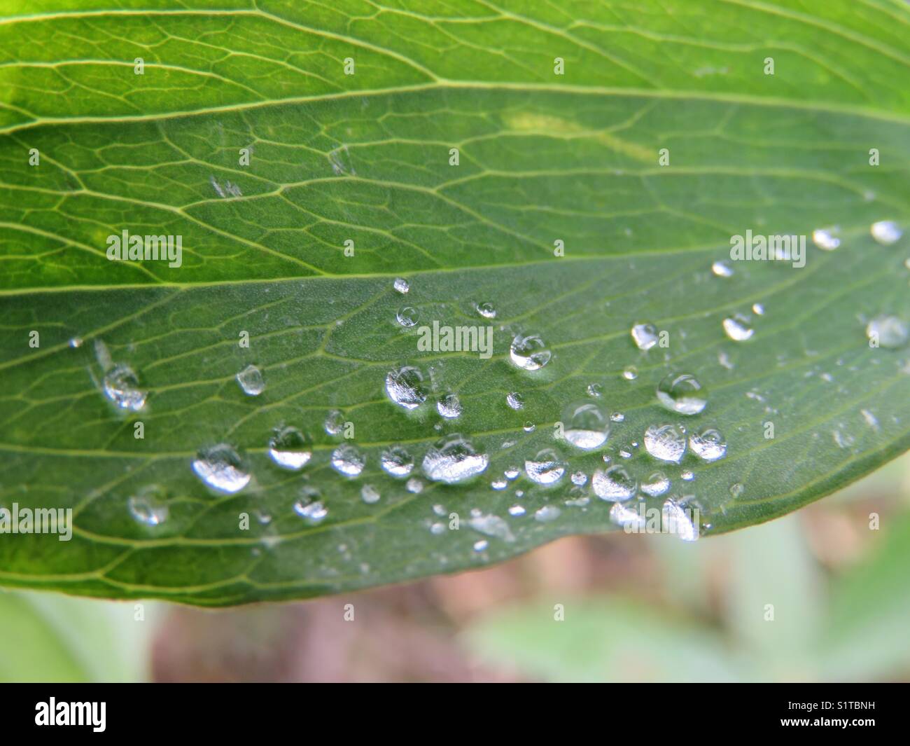 Rain drops on the leaf hi-res stock photography and images - Alamy