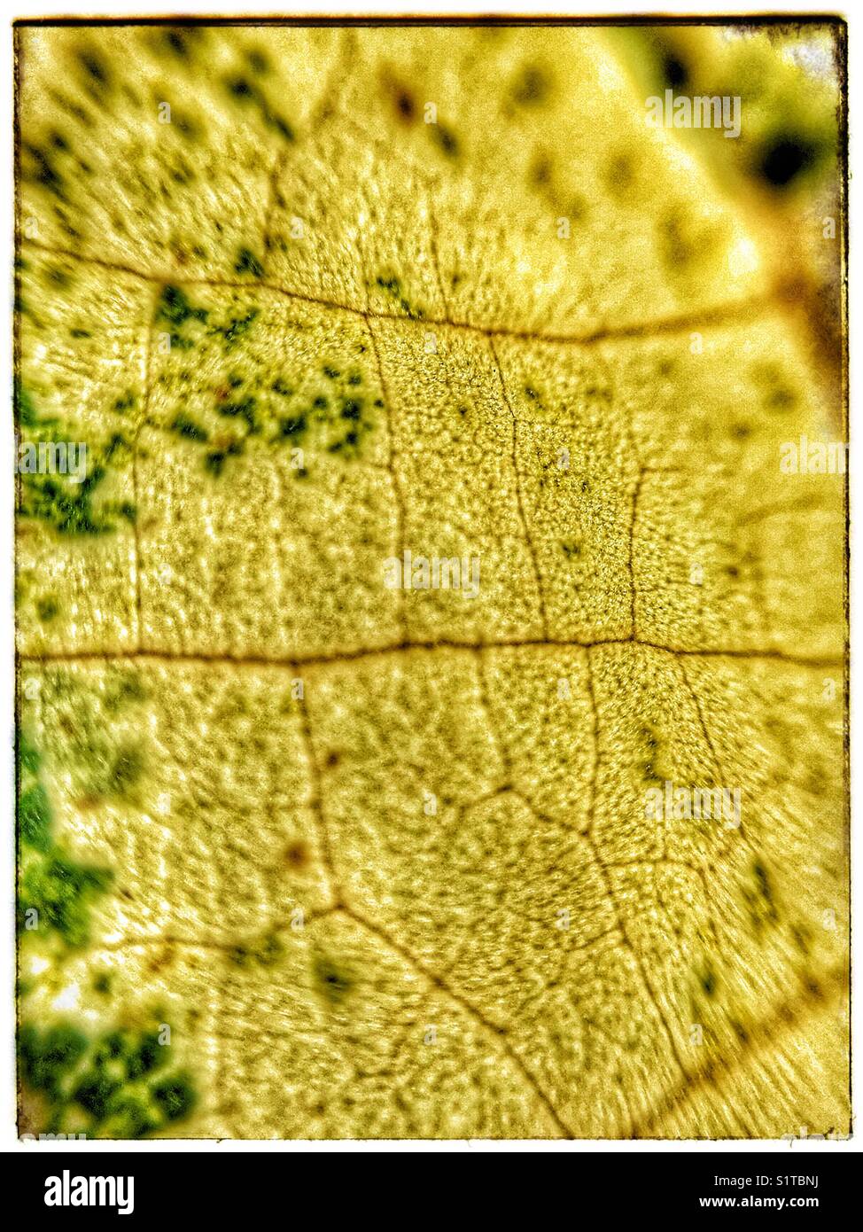 Pattern details hi-res stock photography and images - Alamy