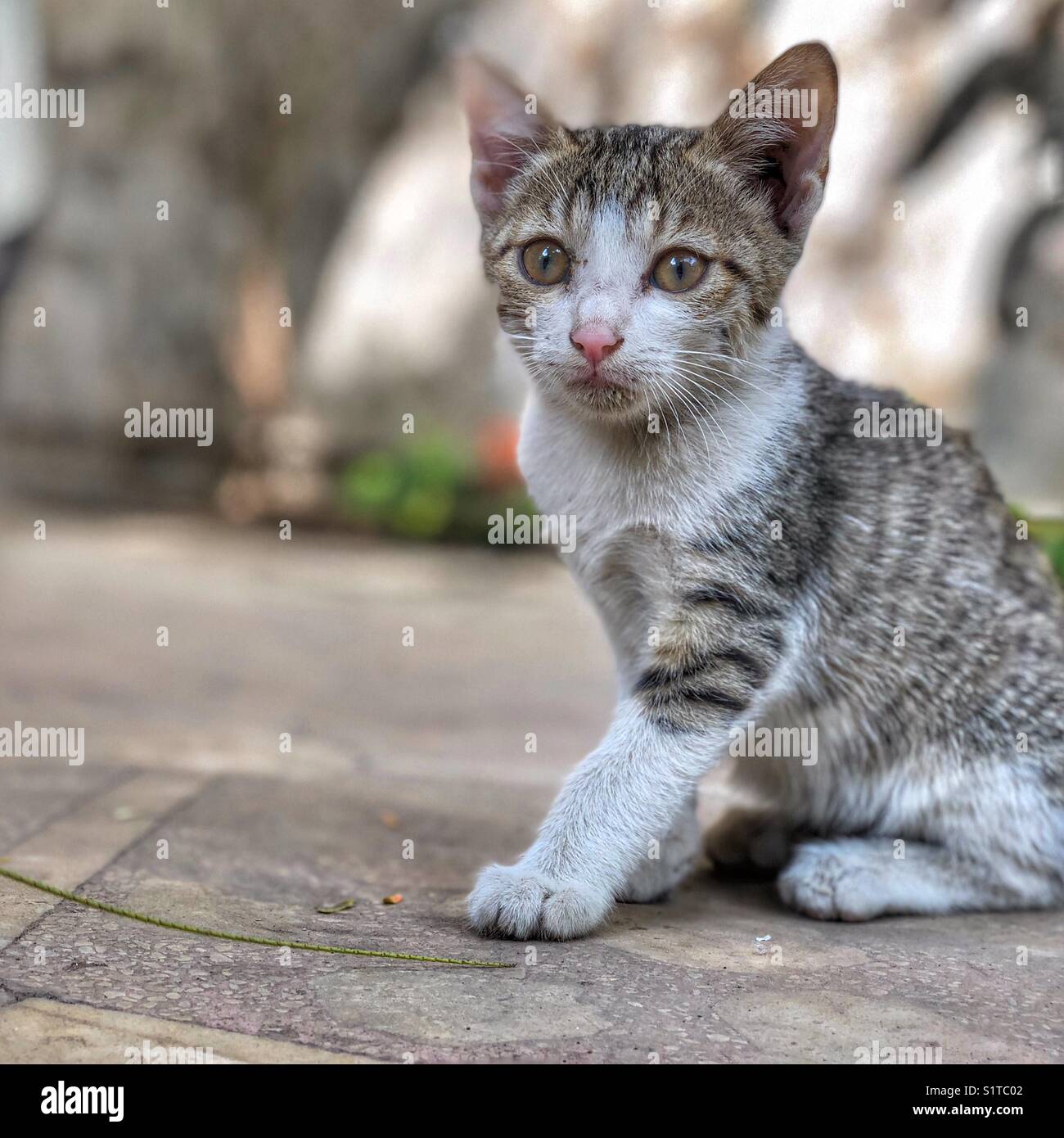 Cutie hi-res stock photography and images - Alamy