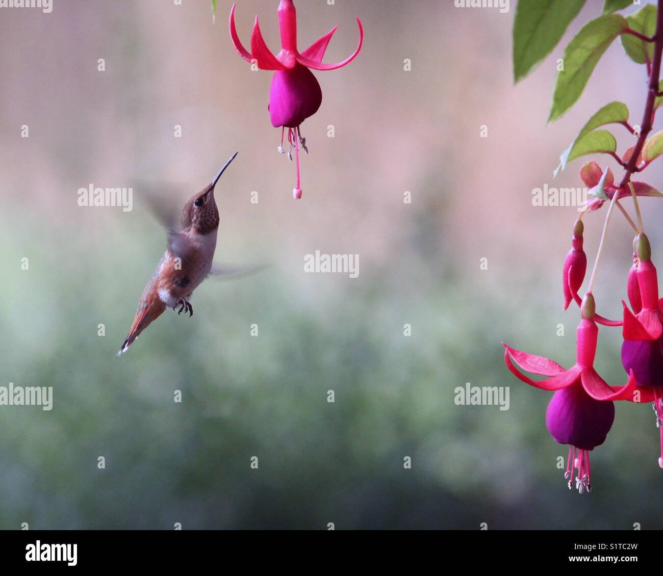 Hummingbird flower hi-res stock photography and images - Alamy