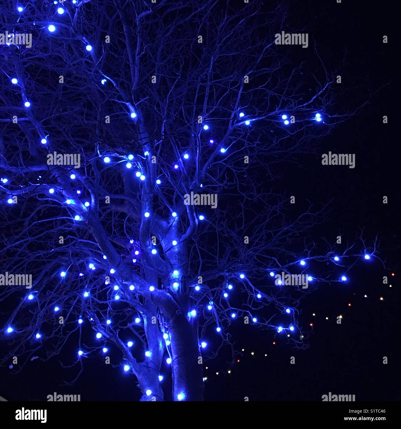 Trees at night Stock Photo - Alamy