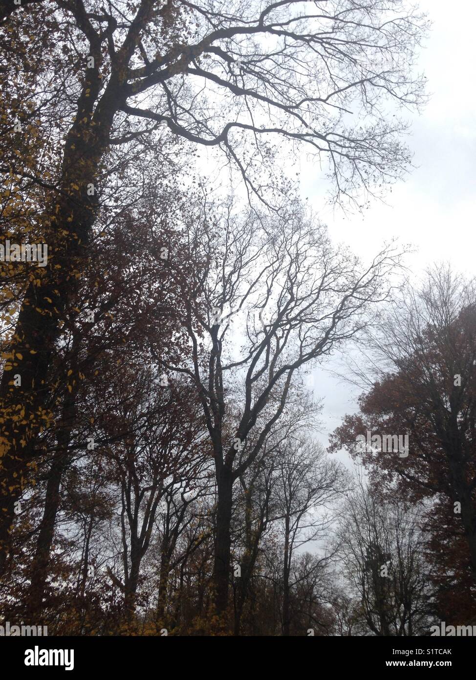 Autome hi-res stock photography and images - Alamy