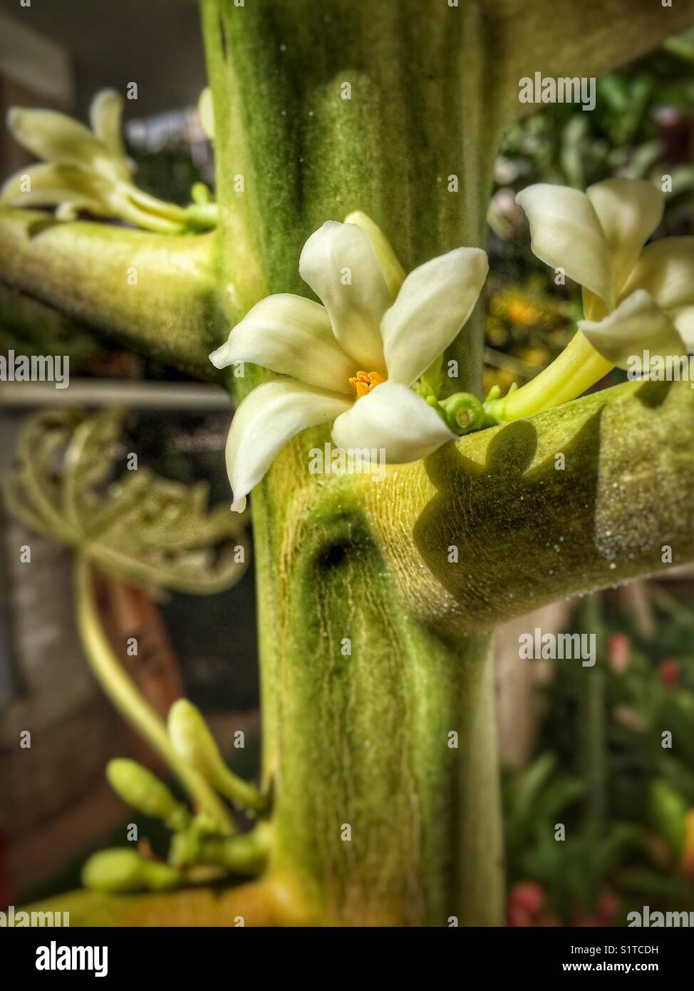 Papaya tree and flower hi-res stock photography and images - Alamy