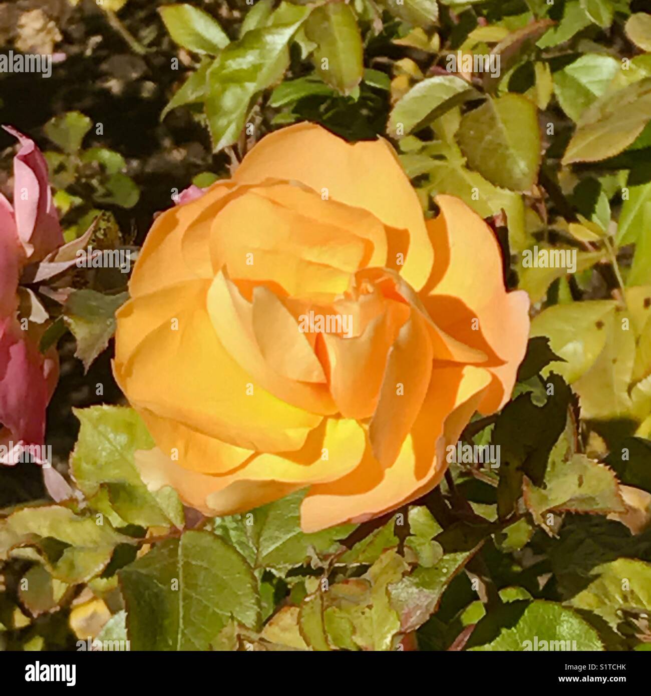 Flor rose hi-res stock photography and images - Alamy