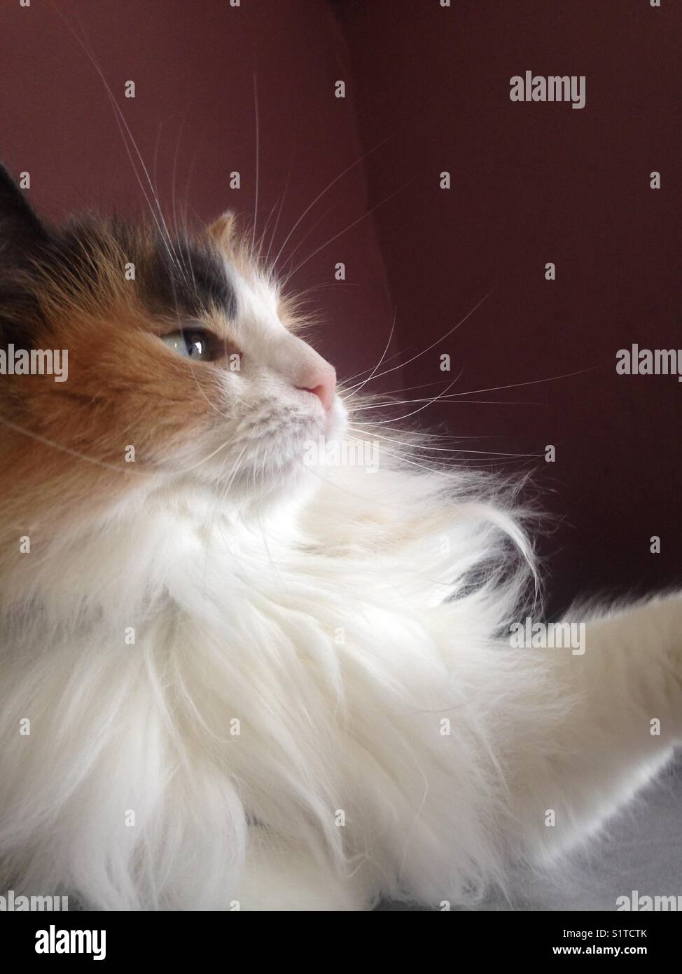 Long haired cat hi-res stock photography and images - Alamy