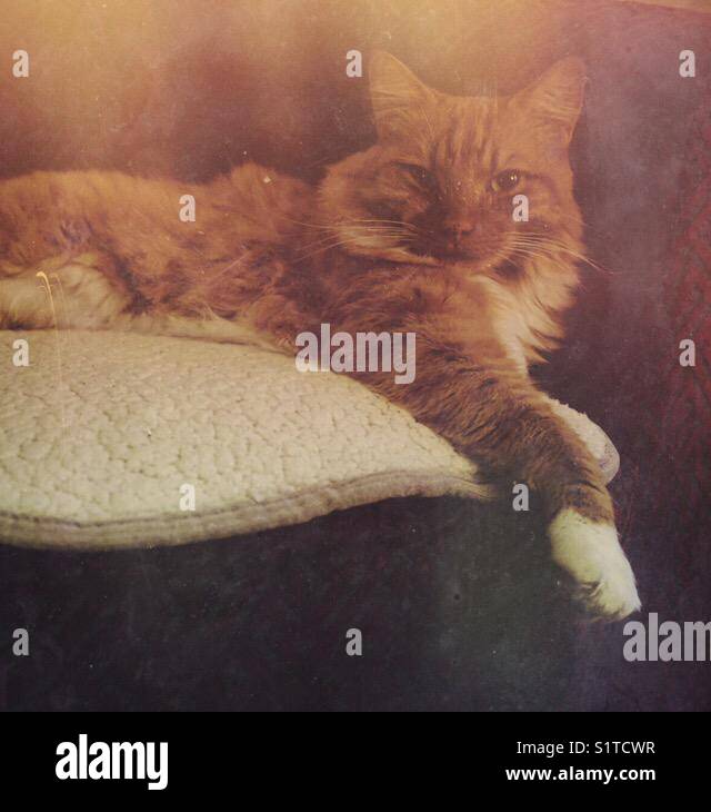 Male ginger cat hi-res stock photography and images - Alamy