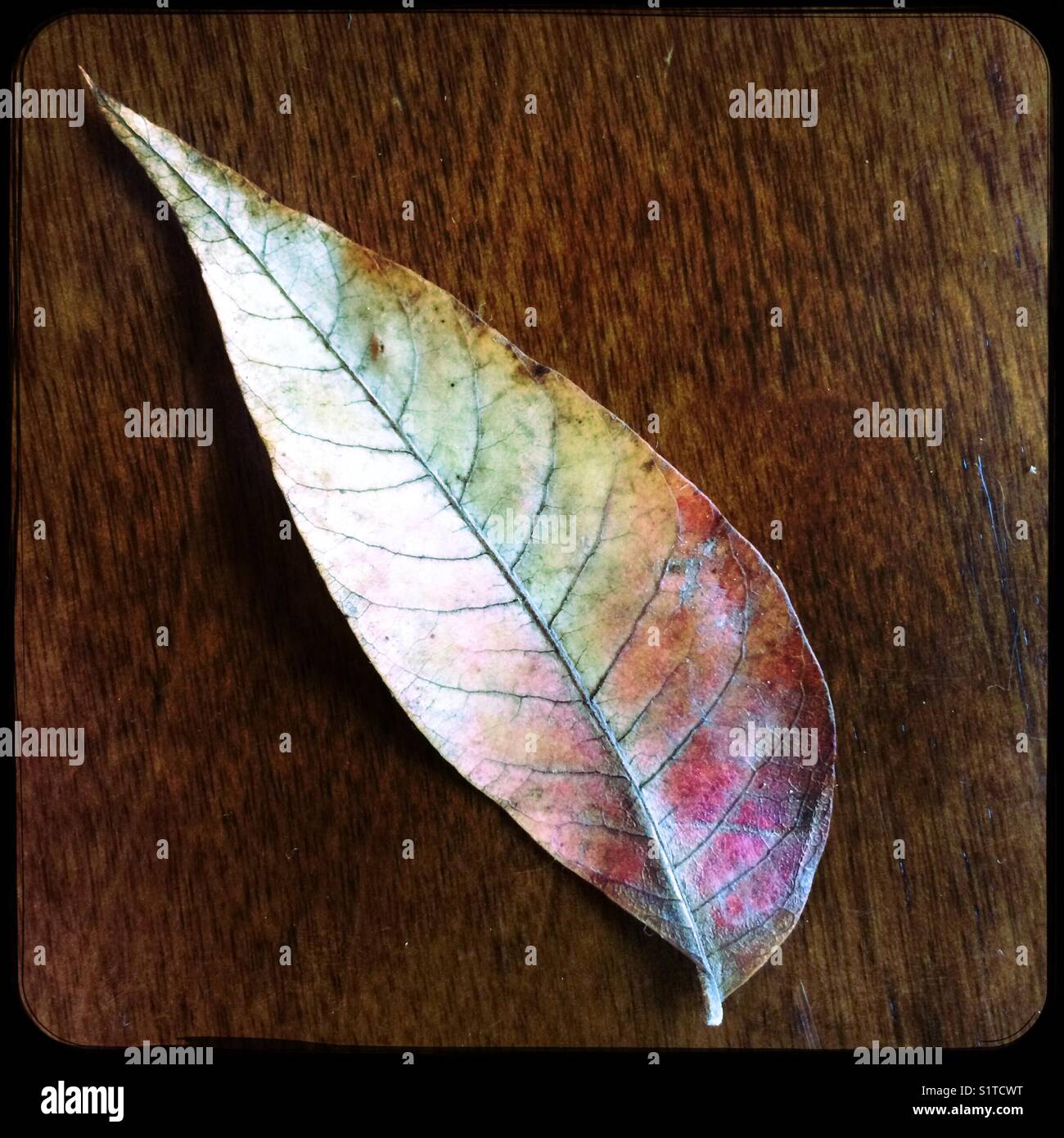 A single fall leaf Stock Photo - Alamy