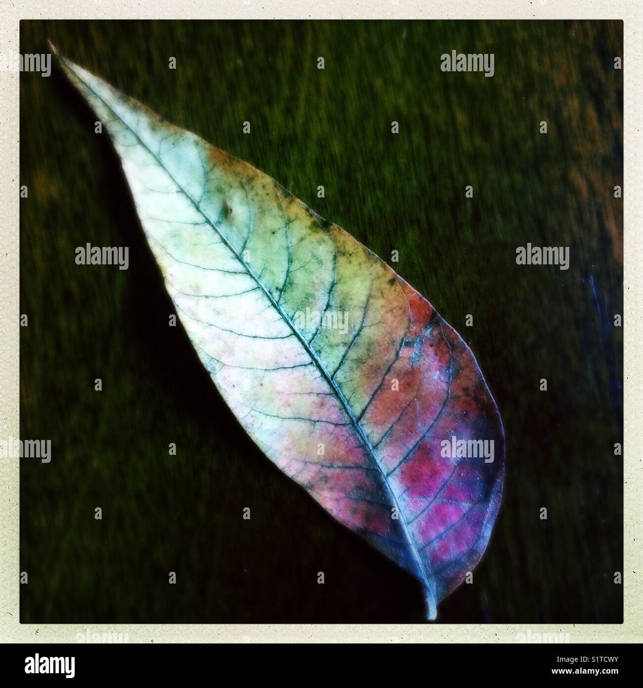 Red leaf ribs hi-res stock photography and images - Alamy