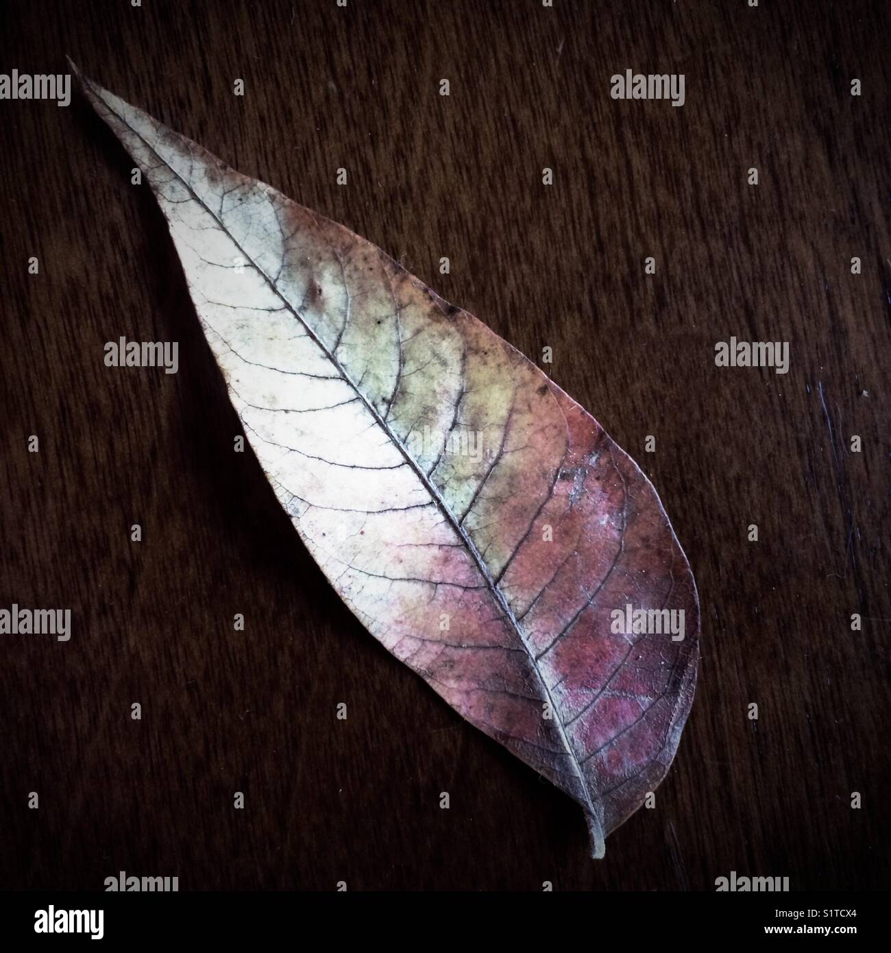 A single fall leaf Stock Photo - Alamy