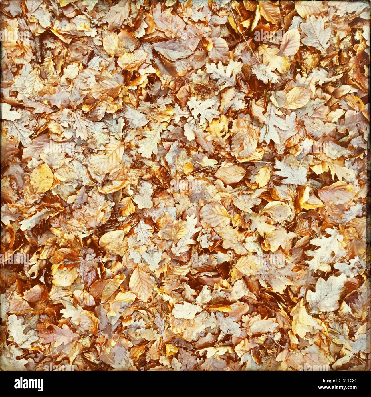 Leaves of fall season hi-res stock photography and images - Alamy