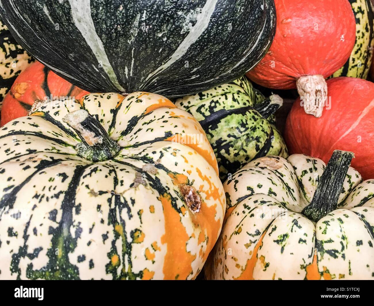 Colourful Pumpkin selection Stock Photo - Alamy