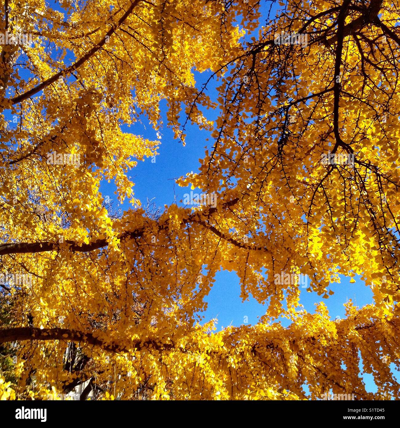 Magnificent Ginkgo Biloba in Autumn Stock Photo - Alamy