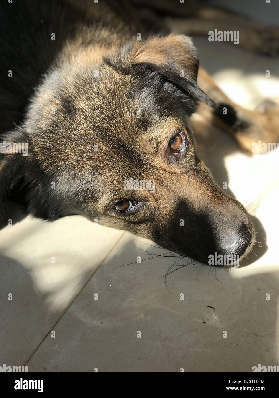 Innocent dog hi-res stock photography and images - Alamy