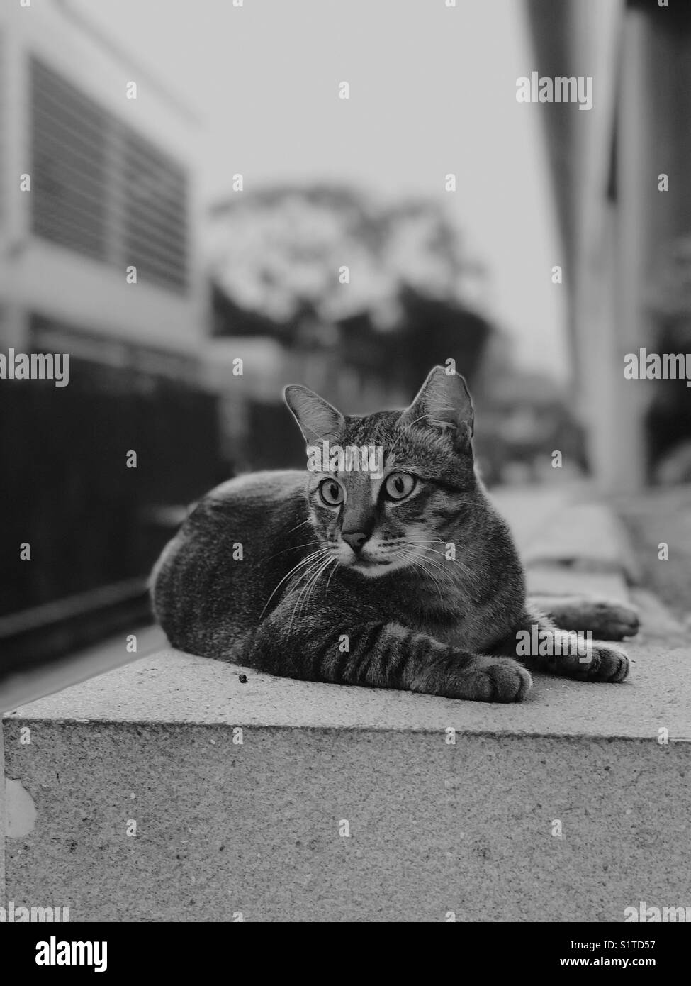 Neutered cat hi-res stock photography and images - Alamy