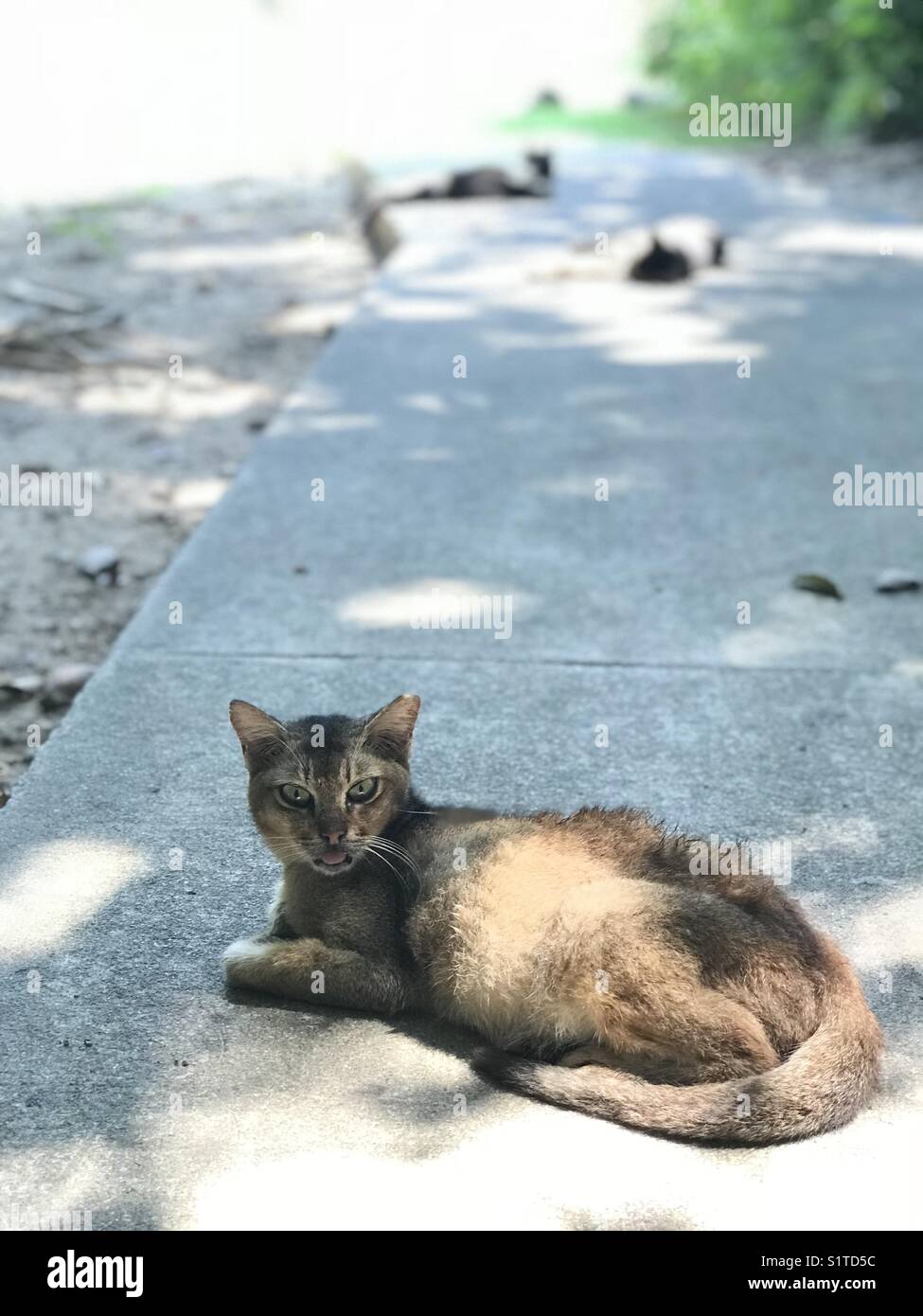 Grumpy looking cat Stock Photo - Alamy