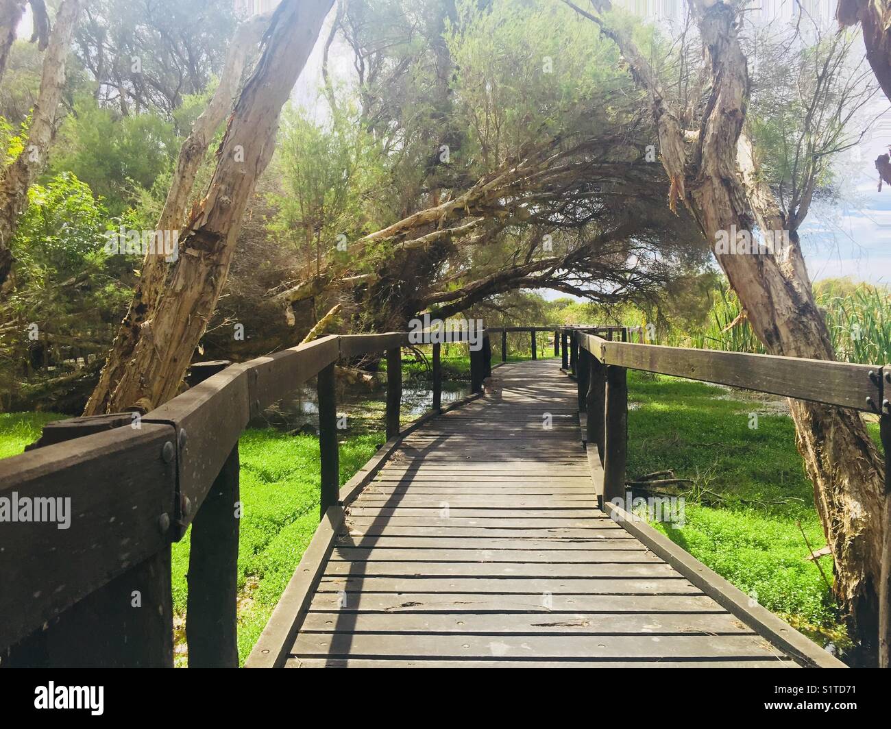 Wetlands bridge hi-res stock photography and images - Alamy