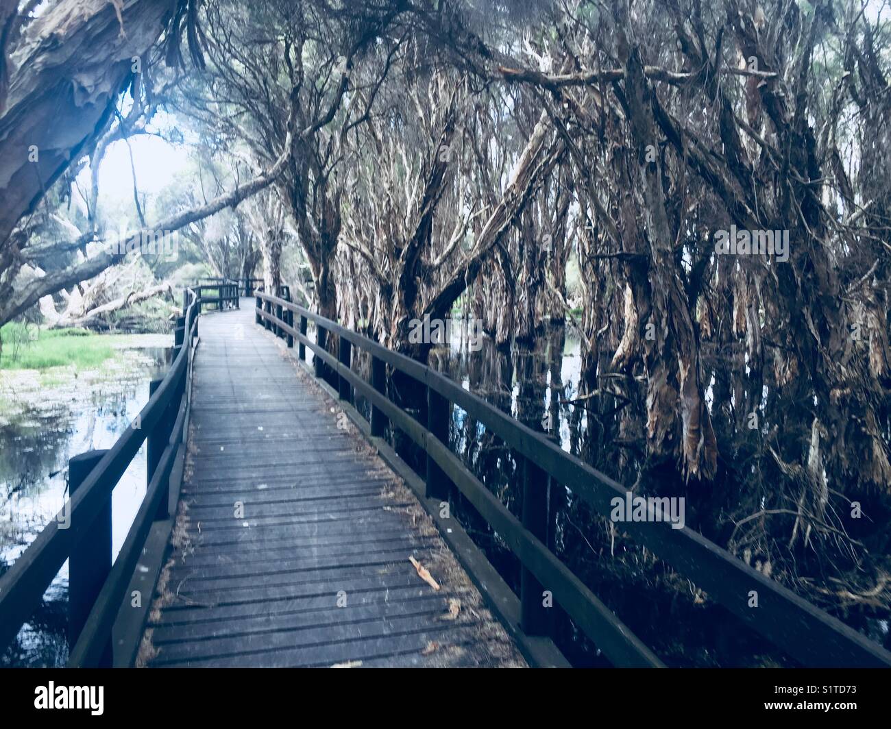 Wetlands bridge hi-res stock photography and images - Alamy